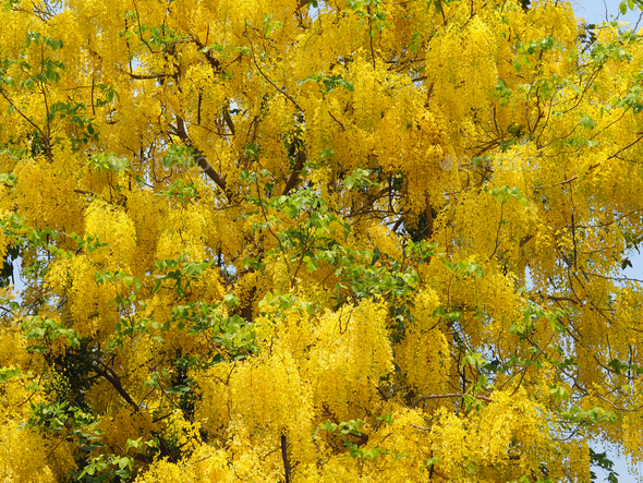 Cassia fistula, Golden Shower Tree yellow flower blooming beautiful bouquet in garden blurred ...